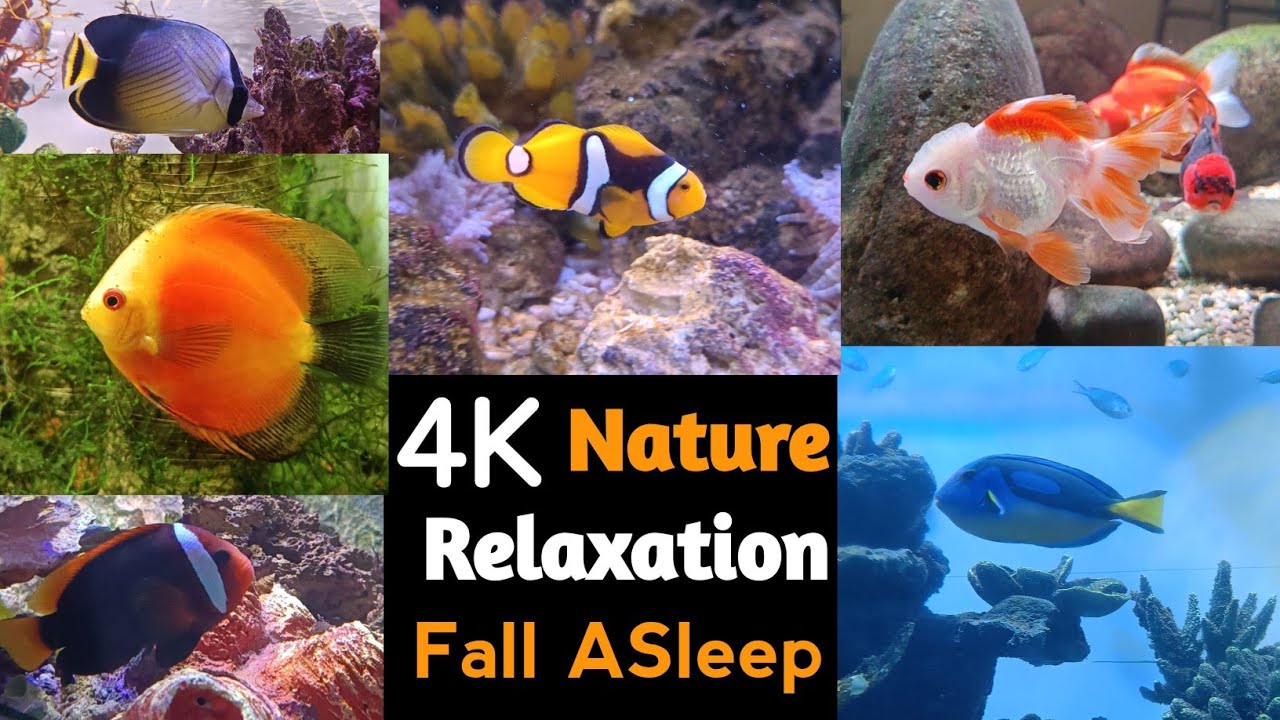 Aquarium 4K VIDEO 🐠 Beautiful Relaxing Coral reef Fish Relaxing Sleep ...
