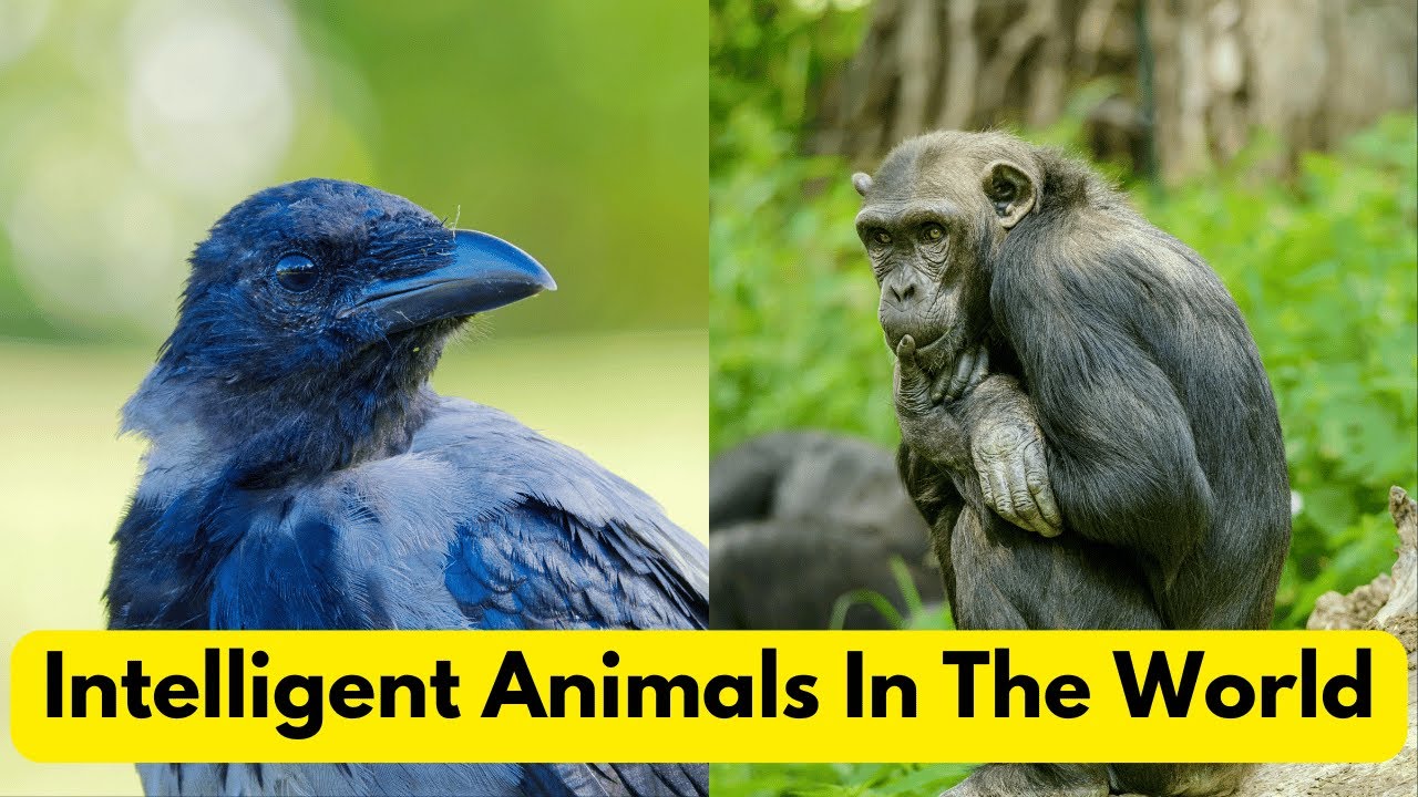 The Most Intelligent Animals In The World | Smart Tech - YouTube