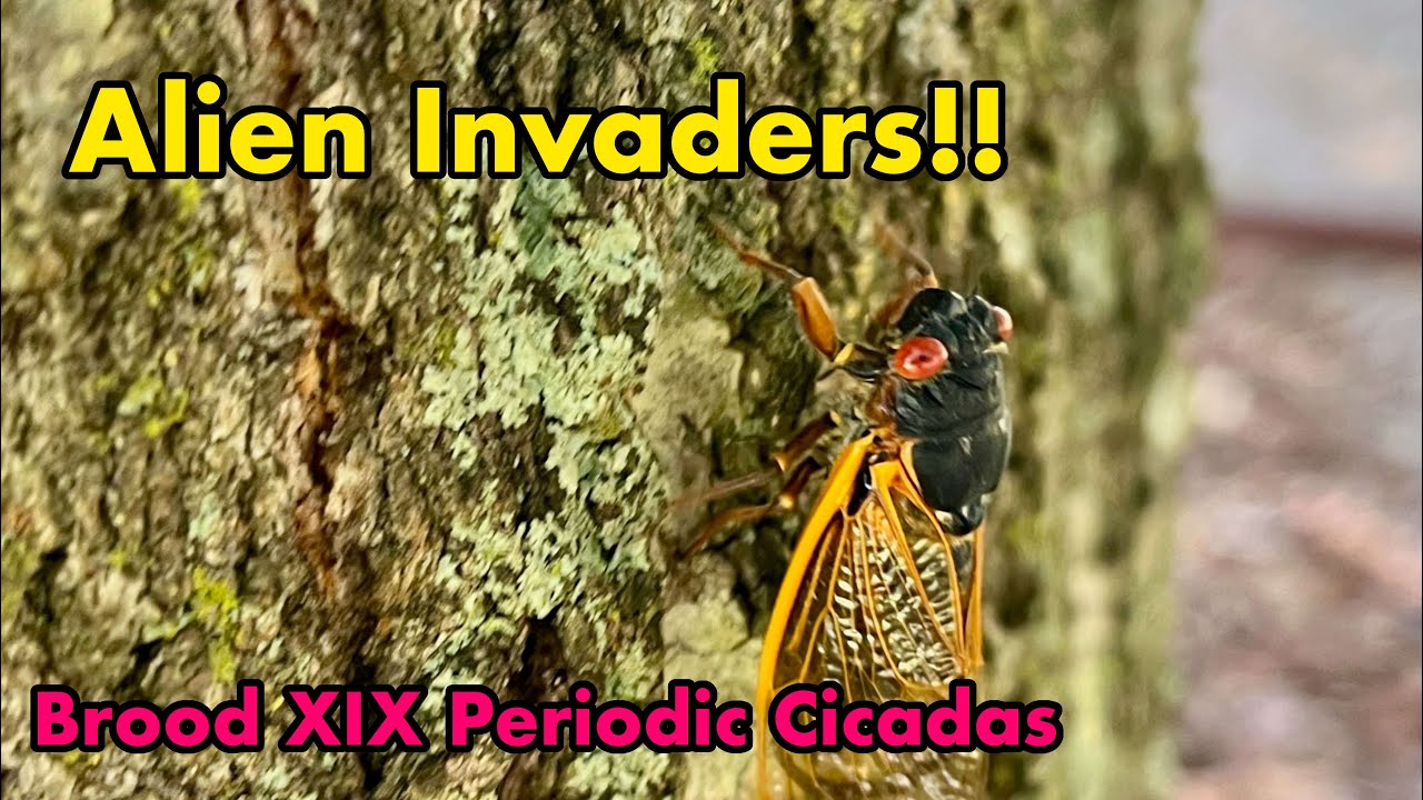 Brood XIX Periodic Cicadas, Indian Creek Greenway, Huntsville, Alabama ...