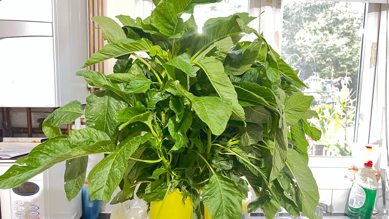 HOW TO KEEP YOUR GREENS, & CALLALOO FRESH #jamaica #food #garden # ...