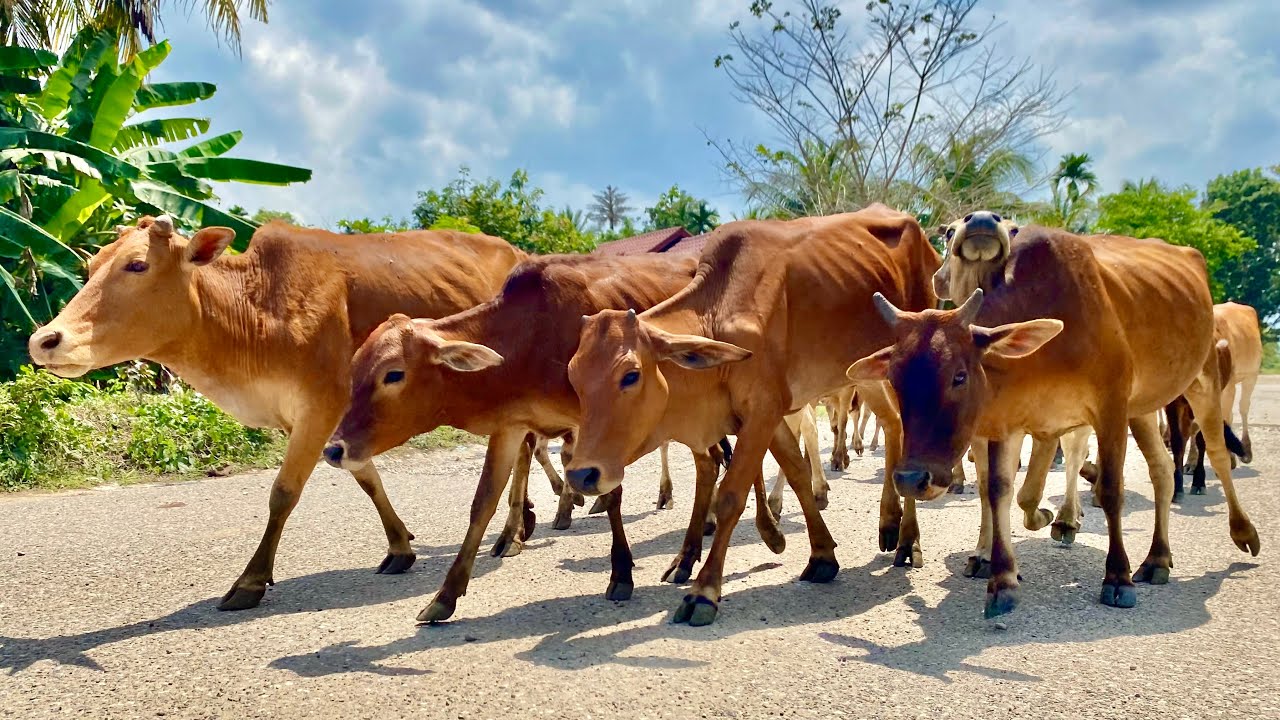 Suara sapi berkeliaran di jalan pedesaan memanggil kawanan pulang ke ...