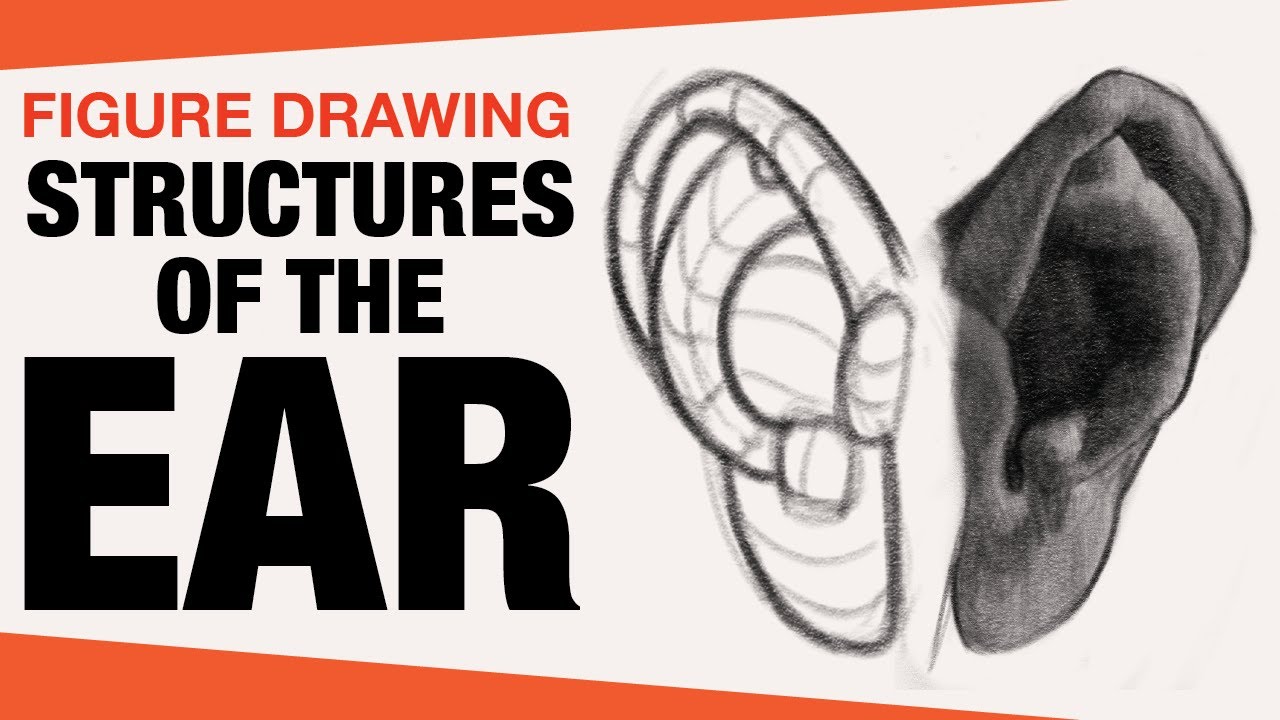 Drawing Ears: Understanding the structures and anatomy of the ear - YouTube