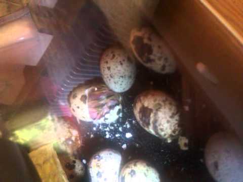 golden italian coturnix quail chick hatching - YouTube
