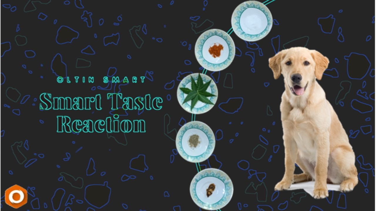 DOG TASTING 5 DIFFERENT TASTE SMART TASTE REACTION - YouTube