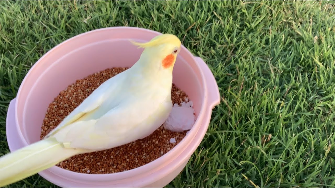 watch birb - YouTube