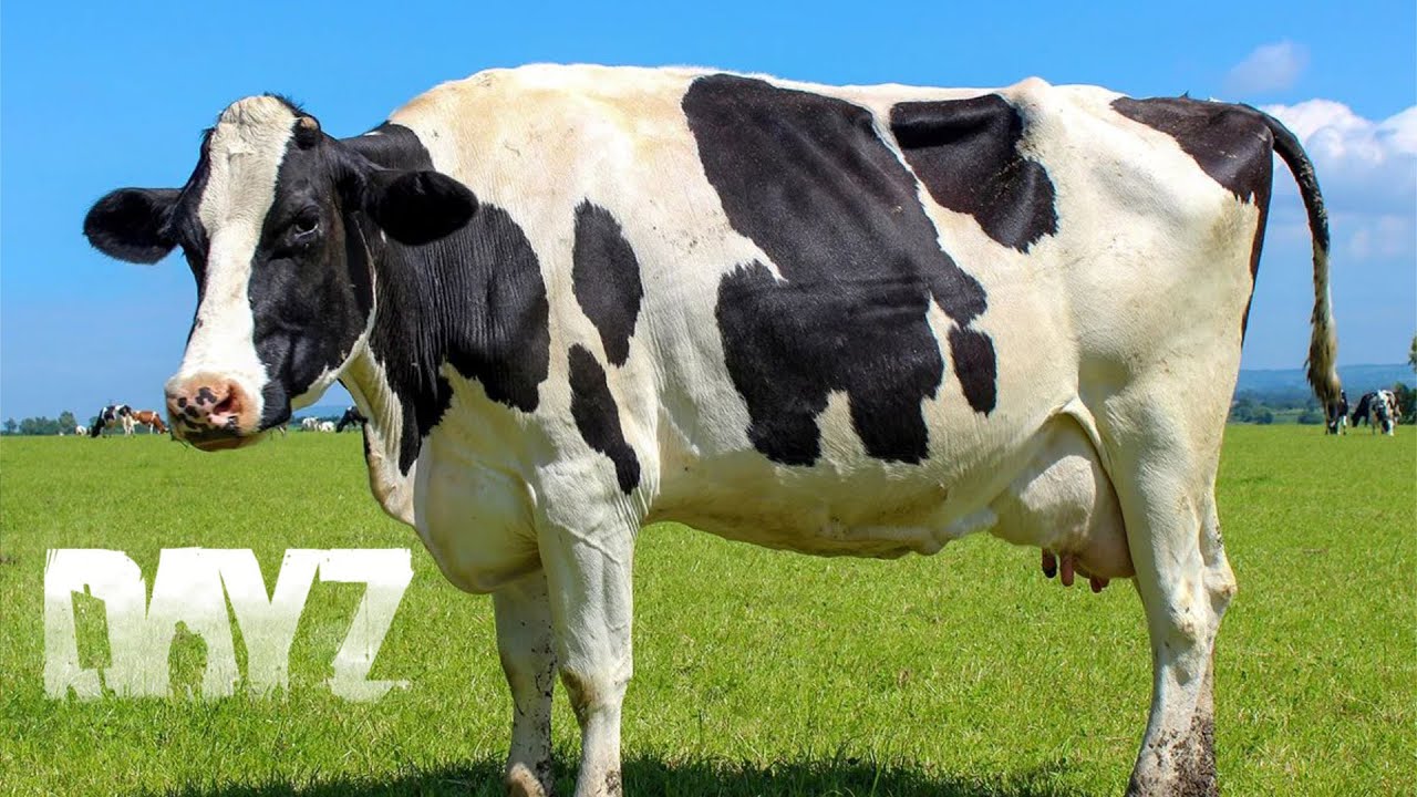 DayZ the Cow | DayZ livestream - YouTube