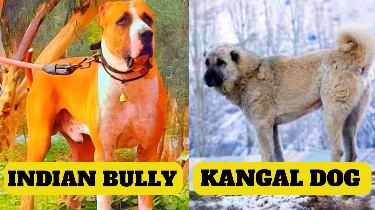 Indian Mastiff Bully Dog Vs Kangal Dog In Hindi l Dog Camparison l ...