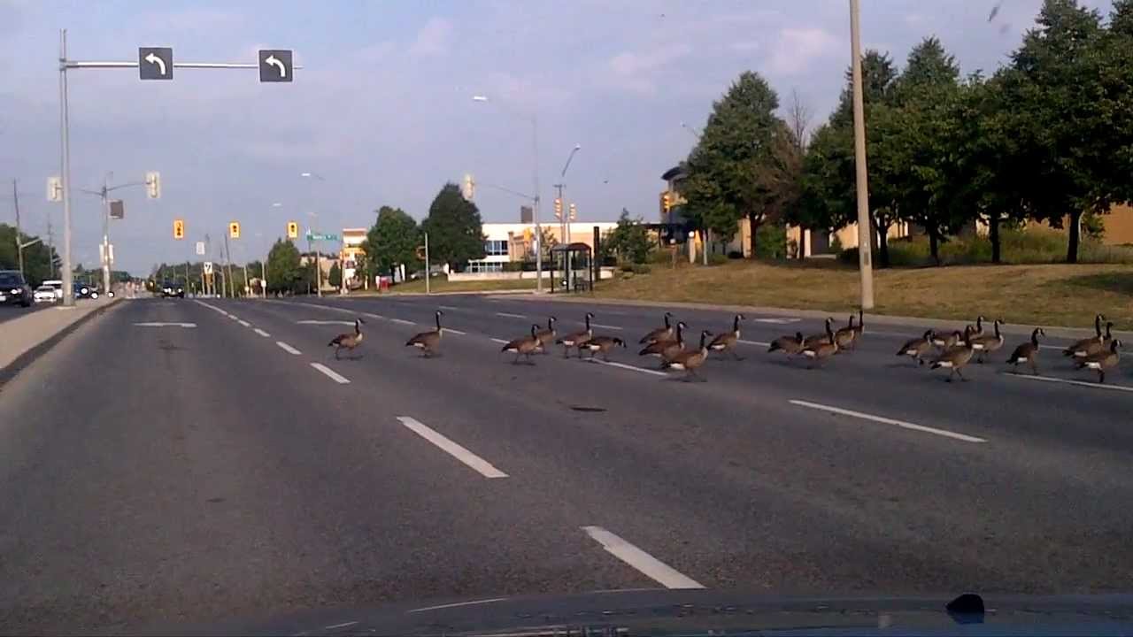 Canadian geese crossing the road - YouTube