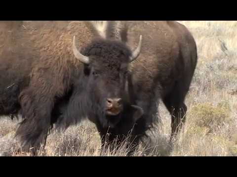 Bison Footage - YouTube