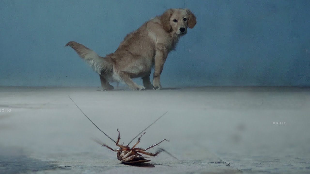 Nature's call is more important than food | Dog Vs cockroach funny ...
