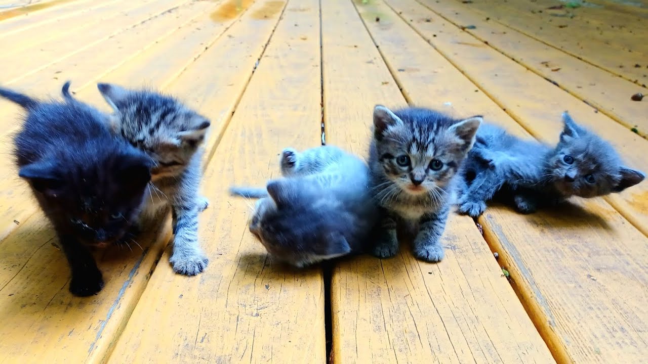 Introducing Ruby's Kittens; Razor, Angelo, Coal, Velvet & Nico - YouTube