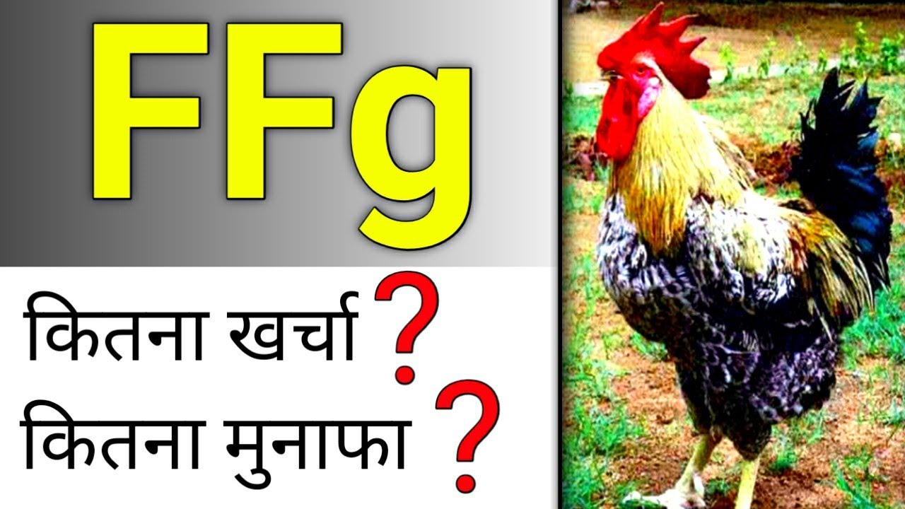 27, ffg murgi, ffg murgi palan, ffg chicken breed, ffg chicken farming ...