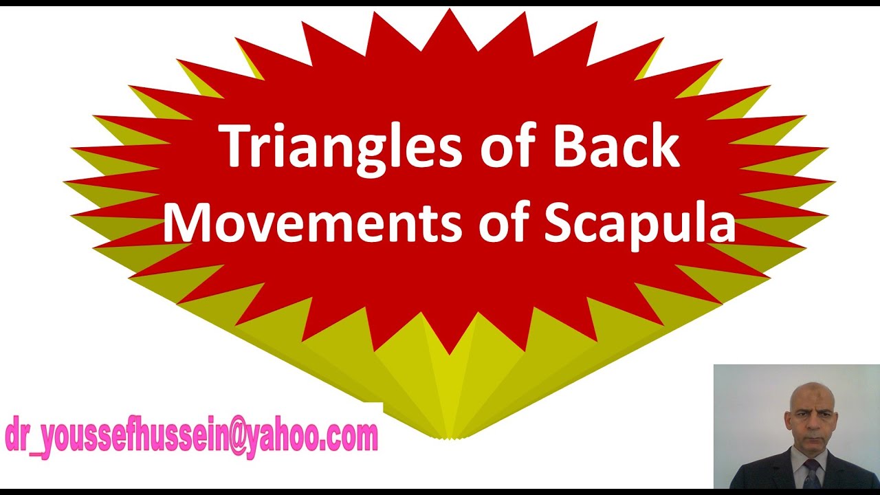 9. Triangle of auscultation - Lumbar triangle- Triangle of safety ...
