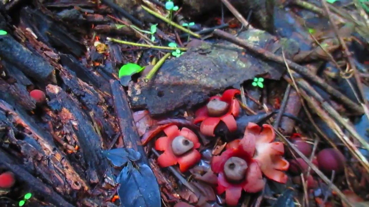 Geastrum sp. II 2018 - YouTube