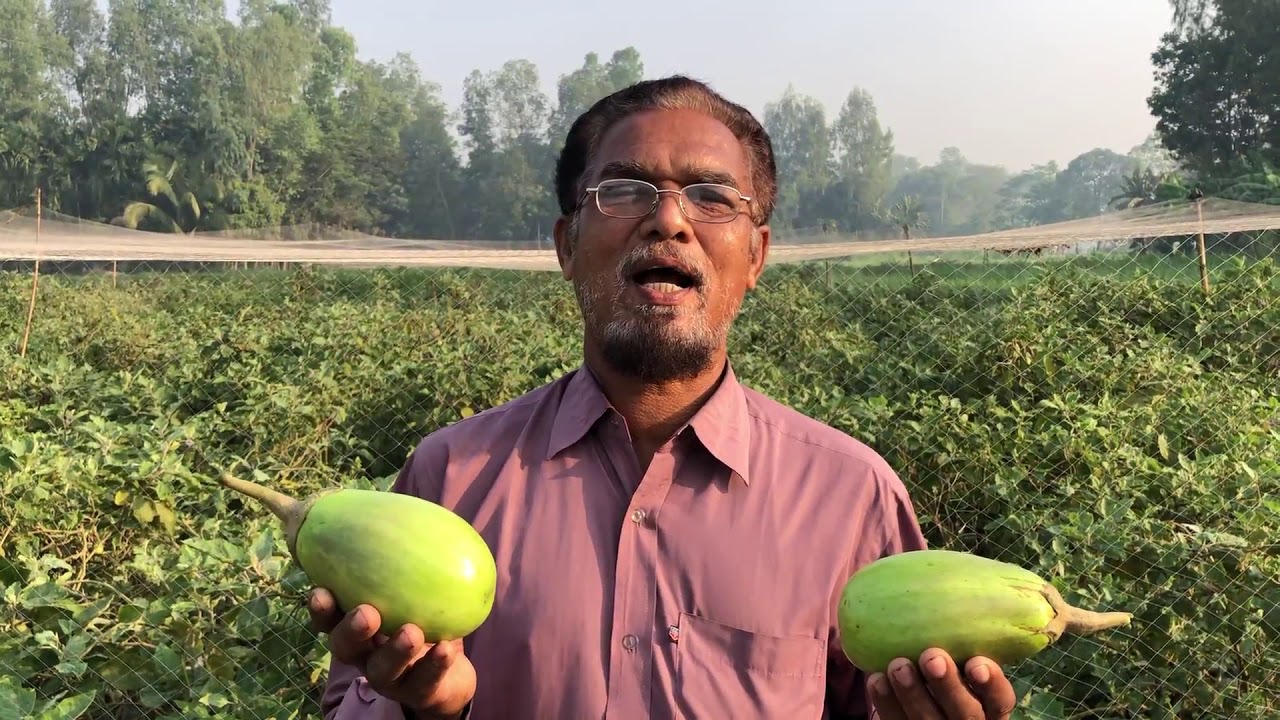 Bt Brinjal Farmer (BARI Bt Begun-4), MD Sadikul Islam, Bogura - YouTube