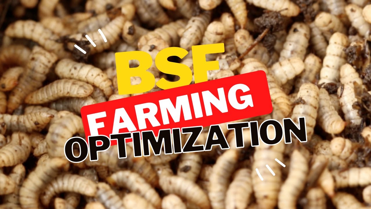 Maximizing production of BSF Larvae | BSF Farming - YouTube