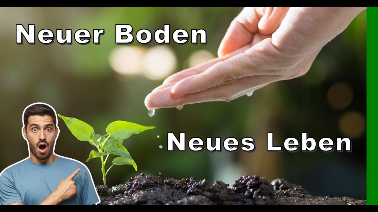 Neuer Boden, neues Leben – Ficus Benjamini wird umgetopft! - YouTube