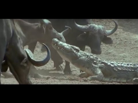 Buffalo Drags a Nile crocodile out of water and escapes its mighty Jaws جاموس يفلت من قبضة تمساح