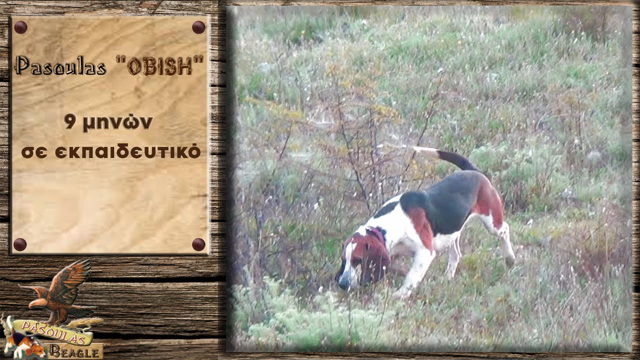 BEAGLE Pasoulas "OBISH" σε ΕΚΠΑΙΔΕΥΤΙΚΟ ΛΑΓΟΥ - YouTube