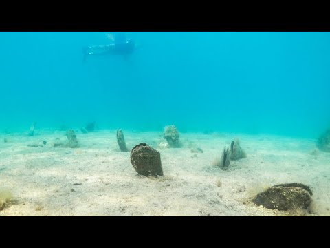 Pinna nobilis: Wie die größte Mittelmeer-Muschel gerettet werden soll