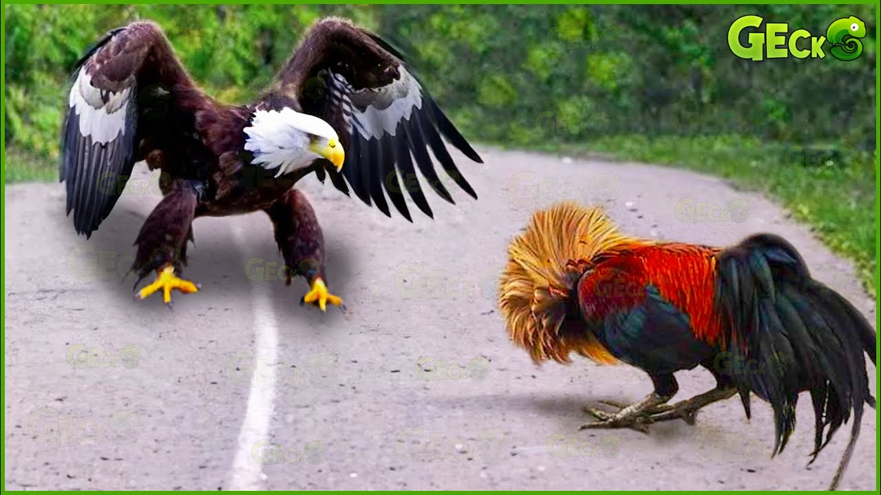 35 Moments When A Rooster Shows Its Strength Against An Eagle, Showing ...
