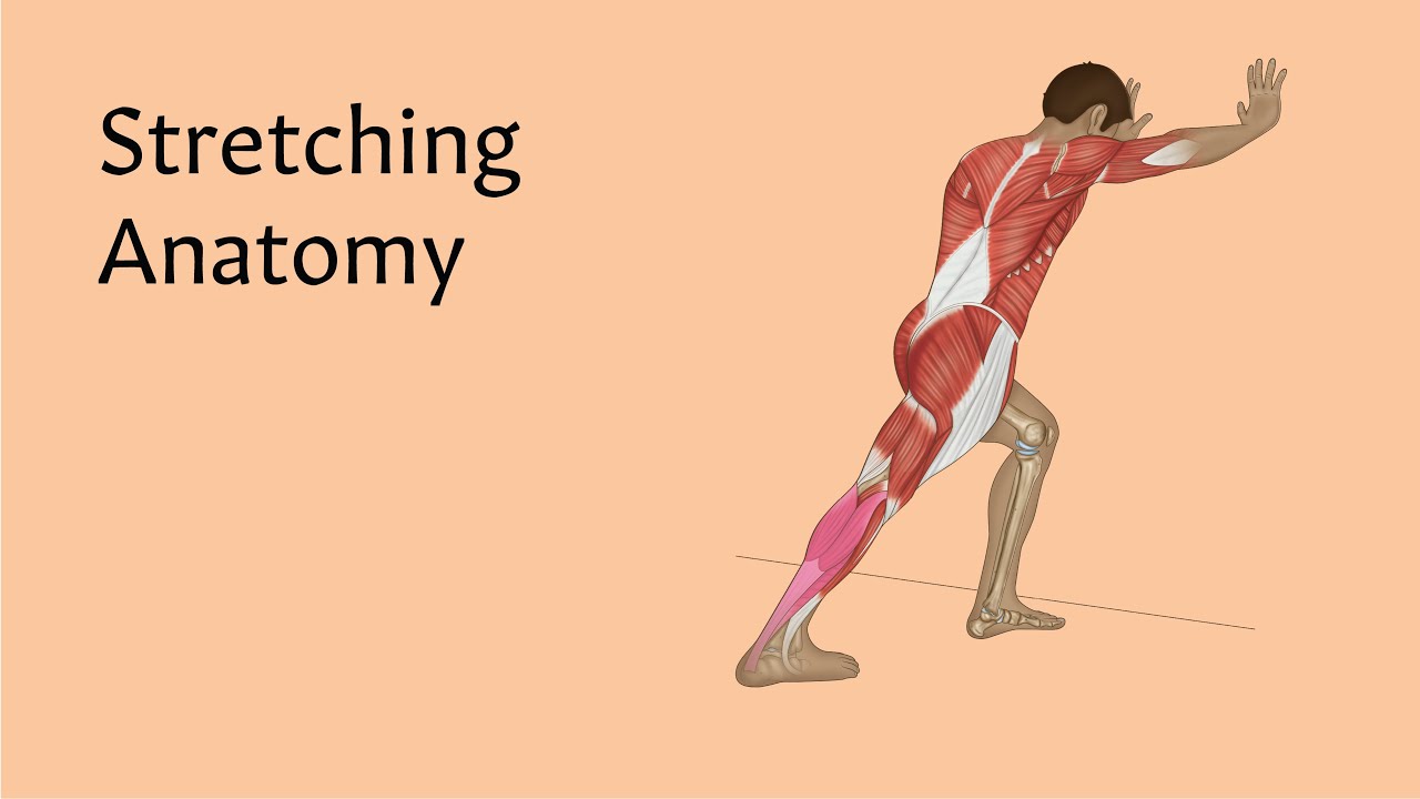 Stretching Anatomy | AnatomyStuff - YouTube