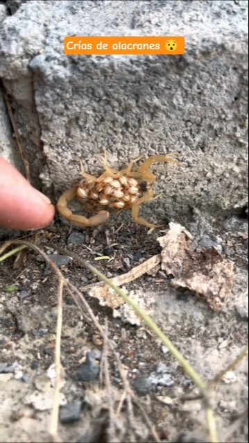 Alguna vez habías visto un alacrán con sus crías en su espalda. # ...
