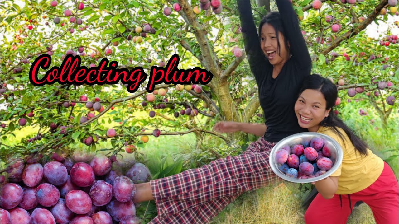 organic local plum in our village || plum chutney with friends || - YouTube
