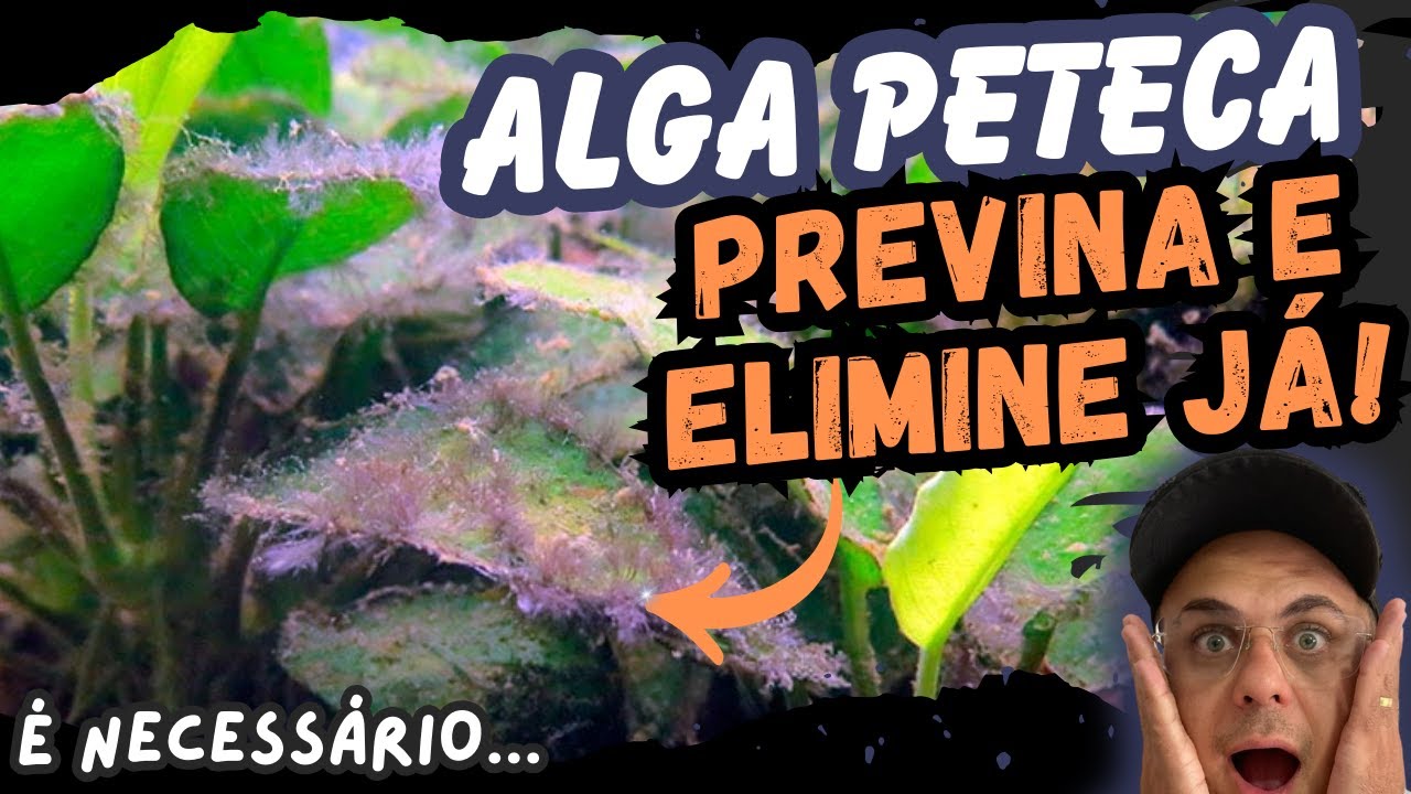 COMO ELIMINAR ALGA PETECA DO AQUÁRIO (A MELHOR DICA!) - YouTube