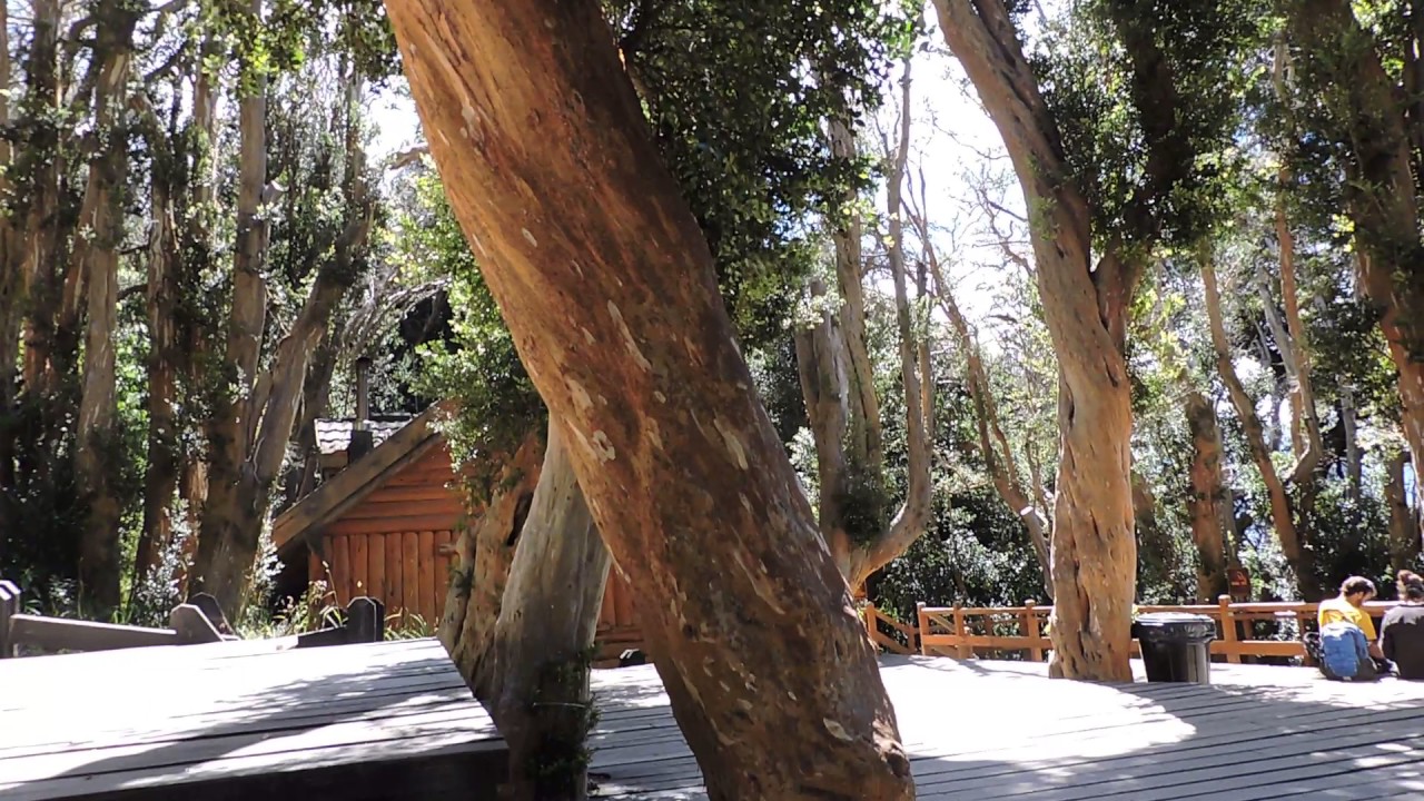 Caminata por el Bosque de los Arrayanes (Villa La Angostura - Argentina ...