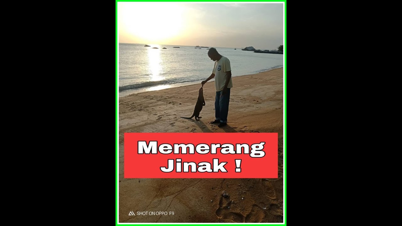 MeMerang Melaka Jinak - YouTube