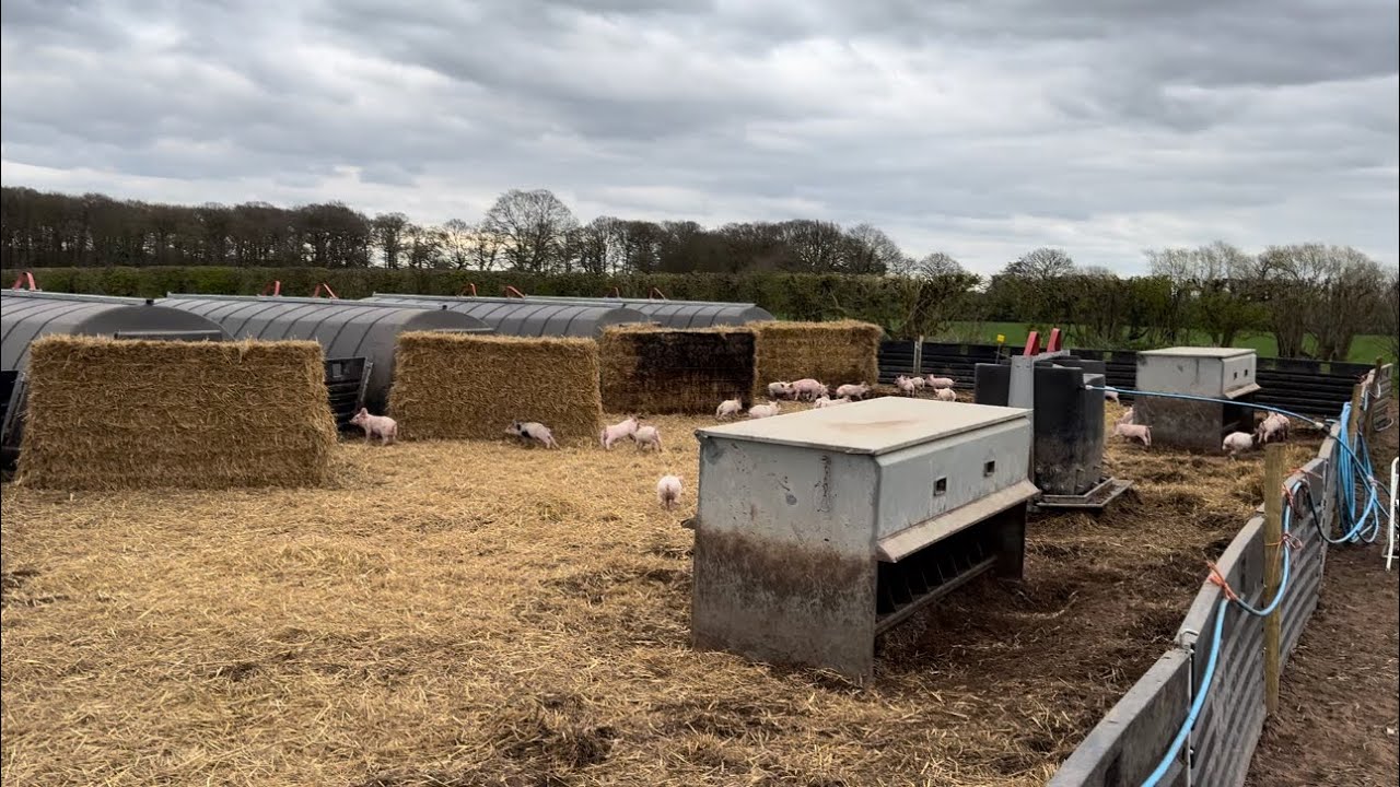Checking pigs cutting up logs setting up generator - YouTube