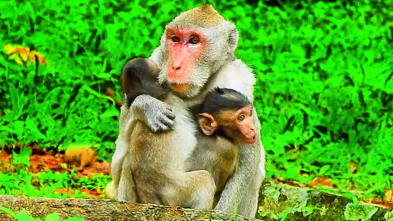 THE BEST MOM IS JANE MONKEY GOOD AT LOOKING AFTER ALL BB MONKEYS. - YouTube