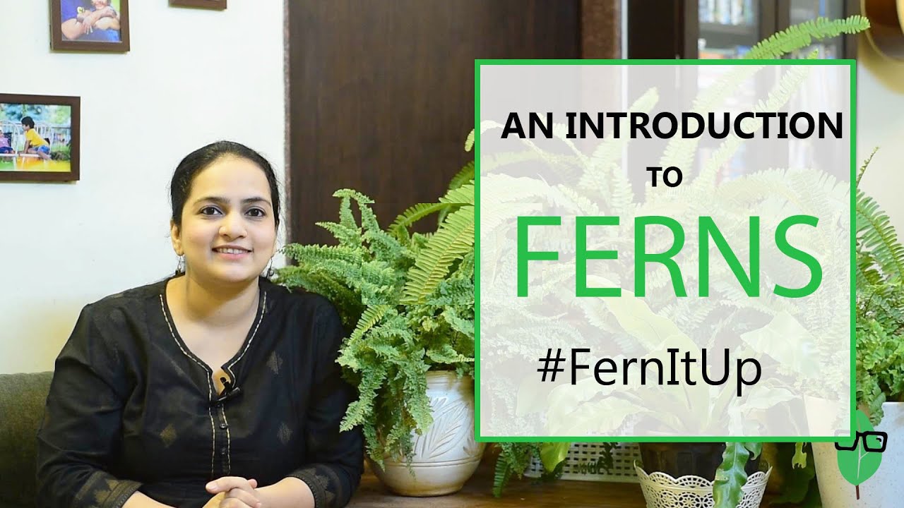 Introduction to Ferns | Fern Basics | Gardening India | #FernItUp - YouTube