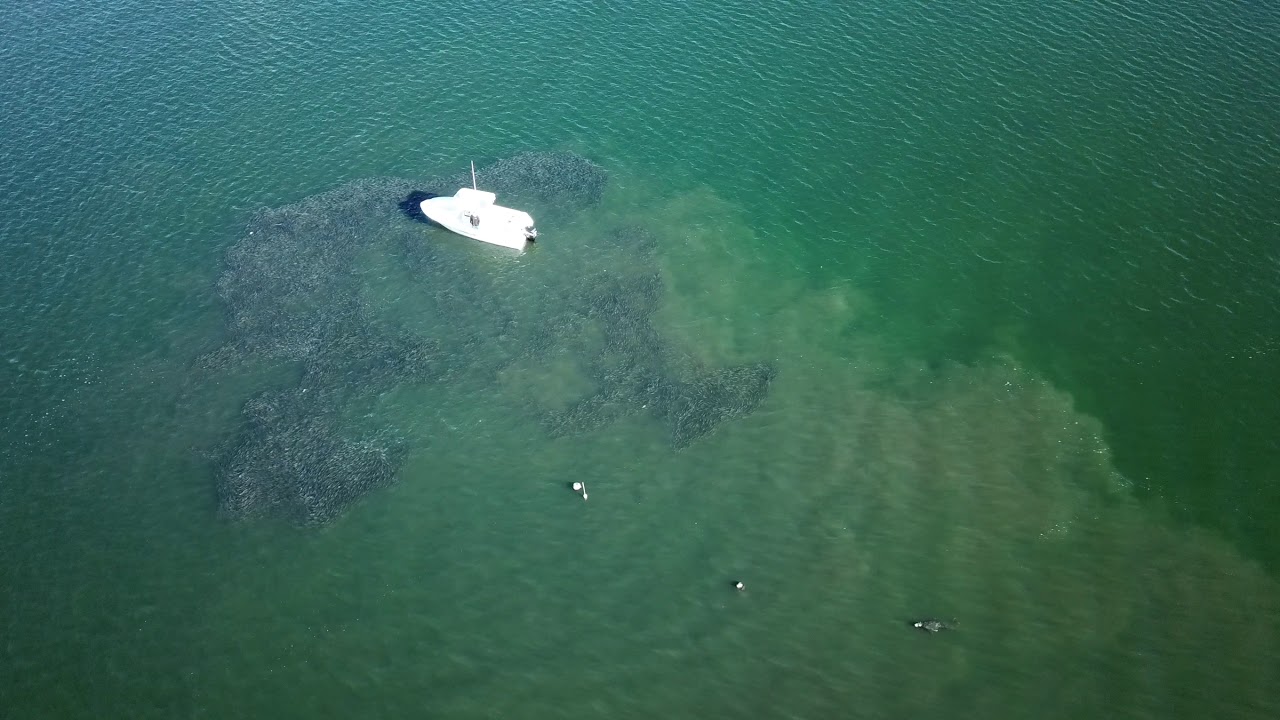 scotts aerial shots at lewis bay seals 2 - YouTube