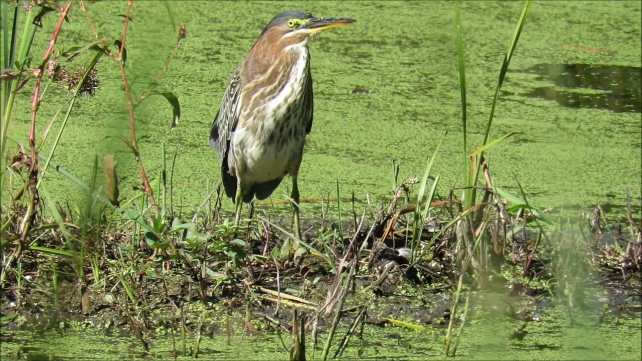 Green Heron ferociously eating a frog at Petrie Island - YouTube