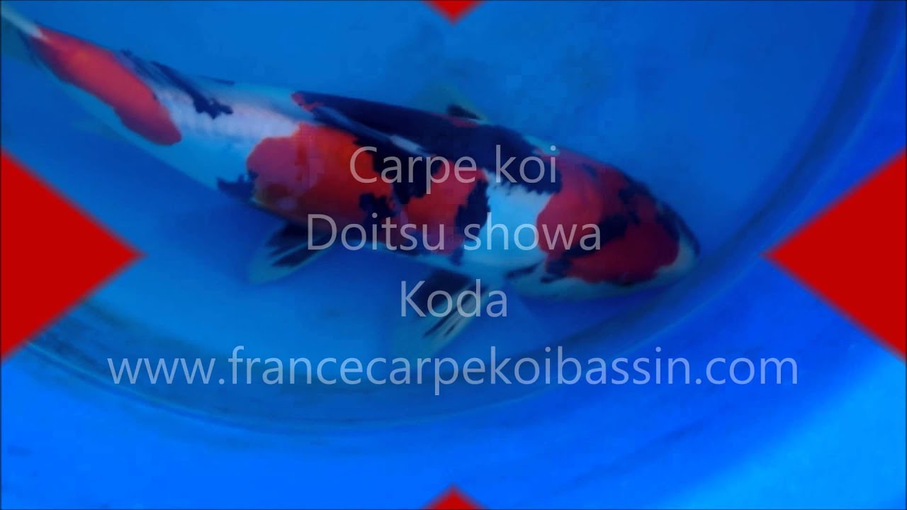 Carp koi Doitsu showa Koda 1 - YouTube