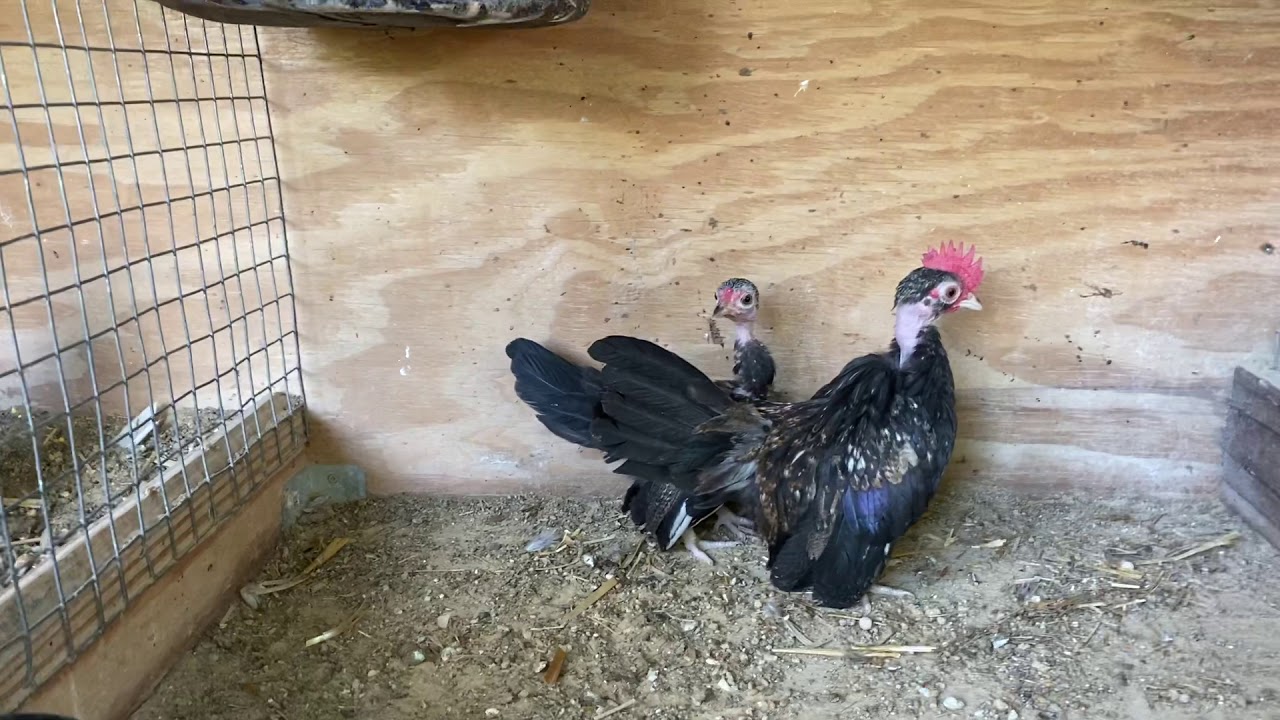 Los pollitos pelones echos en casa cresta pava y sierra - YouTube