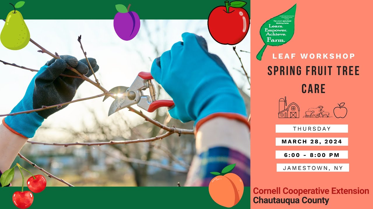 LEAF: Spring Fruit Tree Care - YouTube