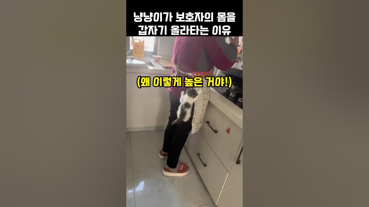왜 이렇게 높은 거야 냥냥이가 보호자의 몸을 갑자기 올라타는 이유 Youtube