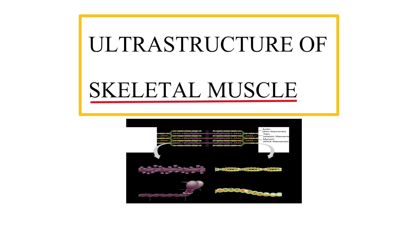 8. SEM III / ULTRASTRUCTURE OF SKELETAL MUSCLE FIBRE / PAPER 1 - YouTube