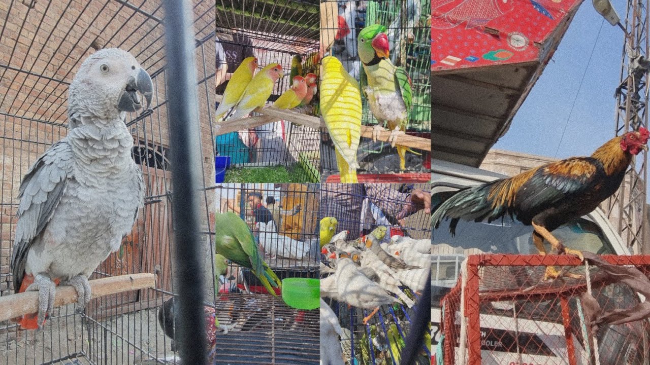 Sunday Birds Market Update Shalimar Birds Bazar Lahore Aj Rate Acha Ta ...