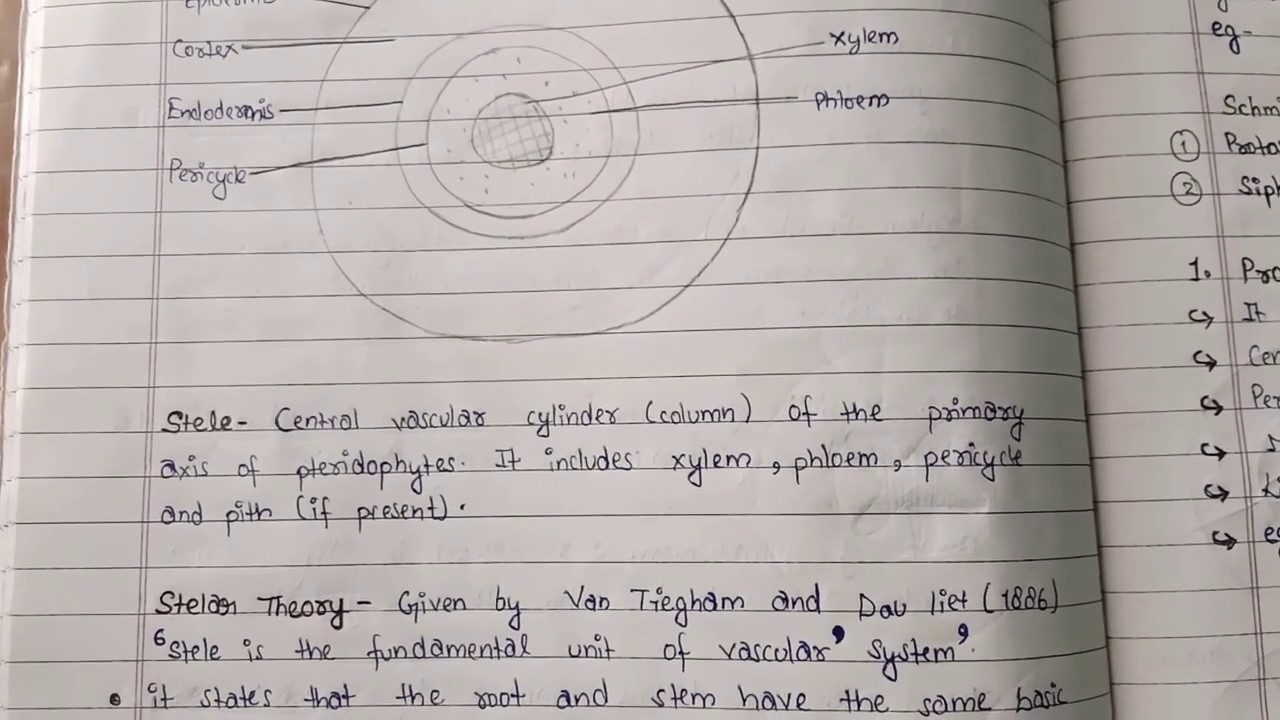 #Stelar system in Pteridophytes#stele and it's types ,part-1 - YouTube