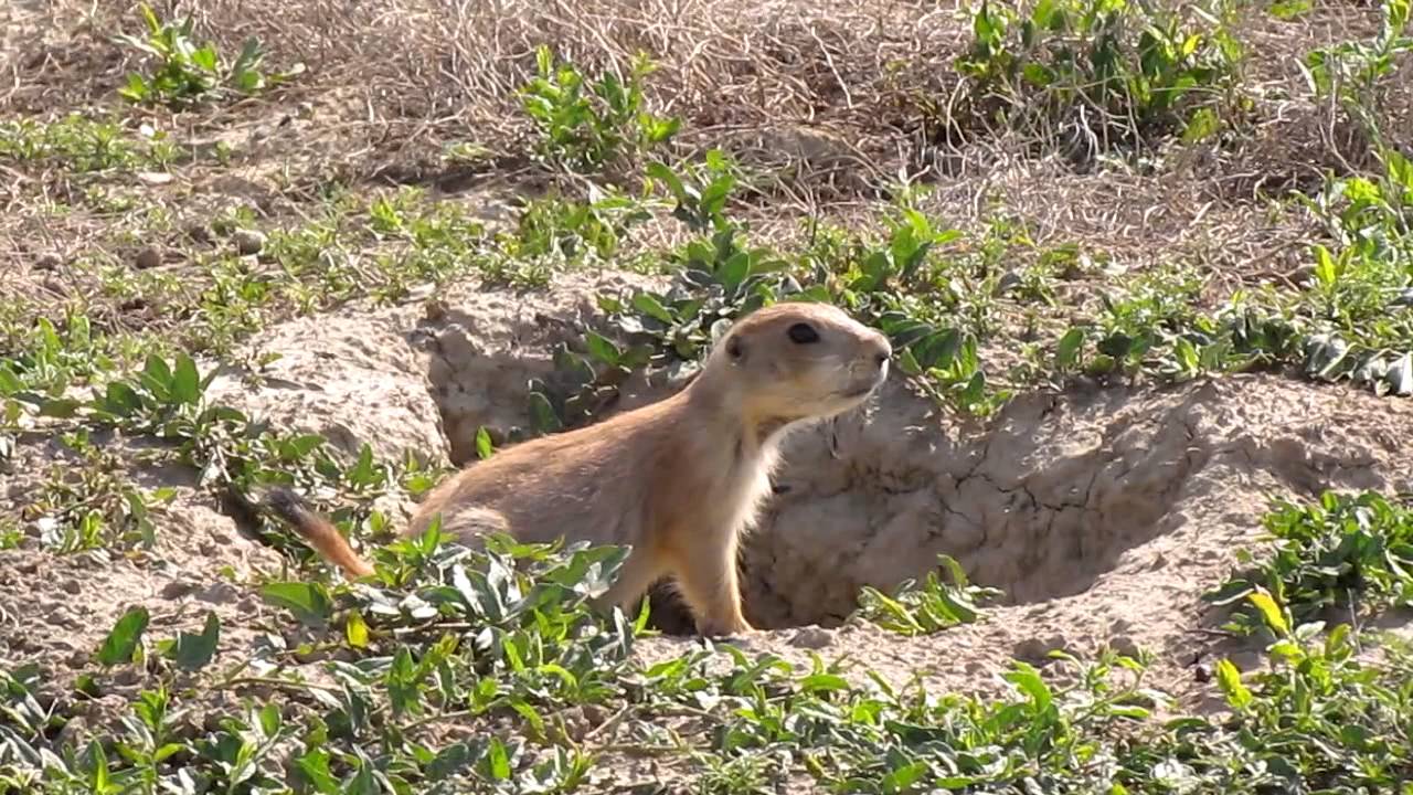 Prairie Dog Alarm - Theodore Roosevelt National Park - YouTube