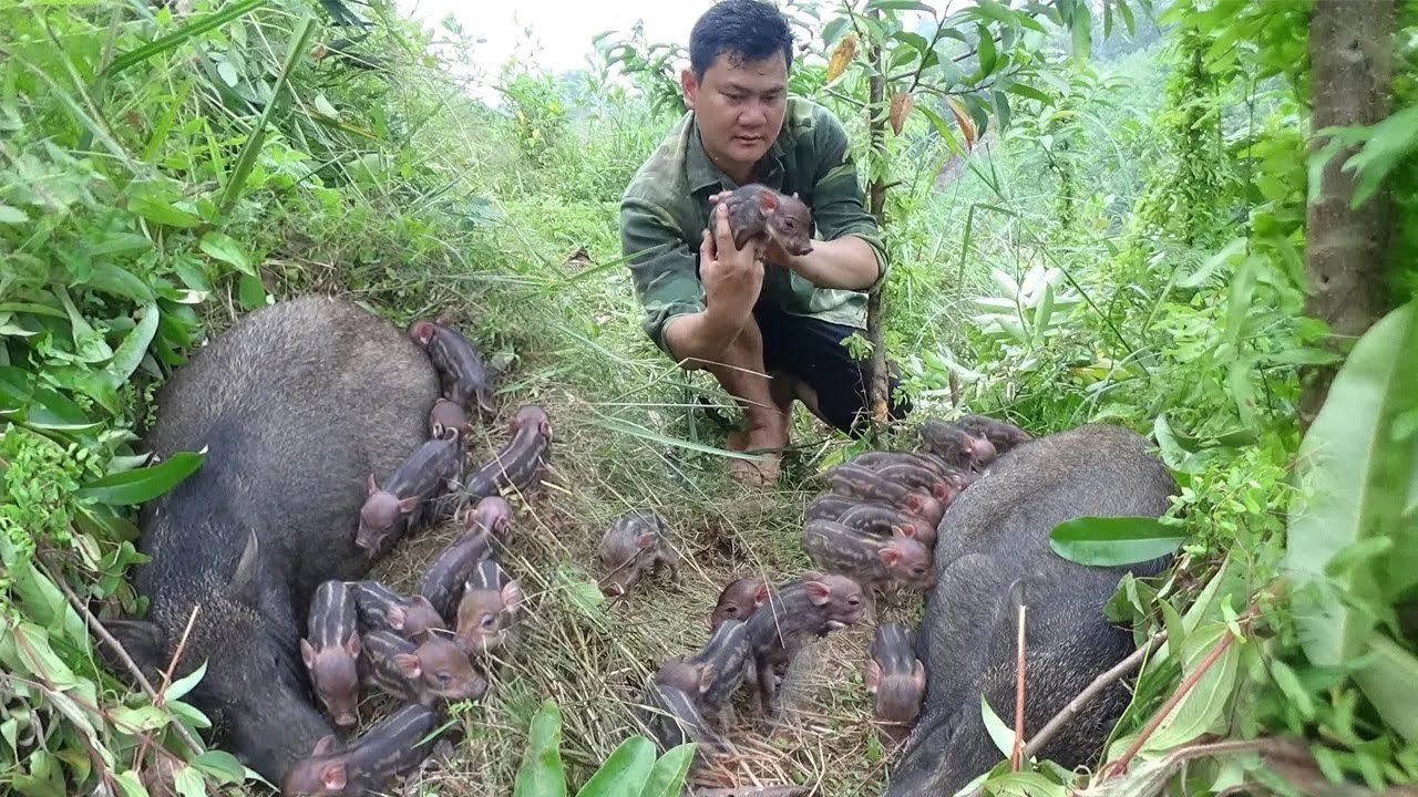 Busy days at the wild boar farm. Wooden cabin finished on the water ...