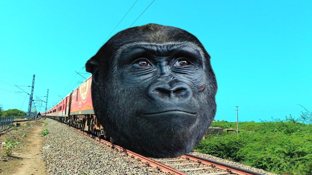 gorilla amazing funny train video - animal funny video - gorilla funny ...