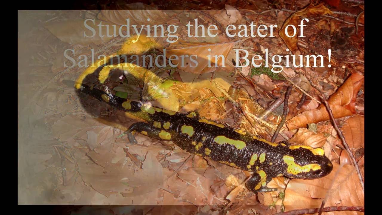 Studying the Eater of Salamanders in Belgium - YouTube