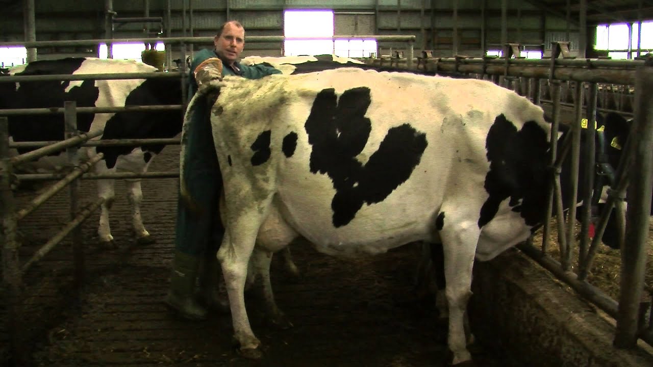 Kutklusjes - De Inseminator - YouTube