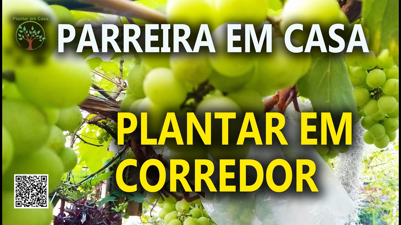 Plantar Parreira de Uva em Casa usando Corredor, veja com Virgílio ...