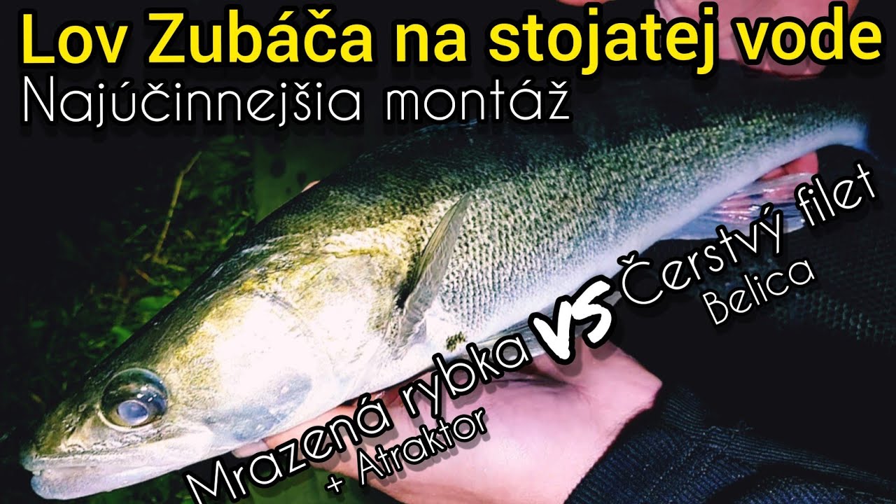 Lov Zubáča na stojatej vode/Mrazená rybka VS Čerstvý Filet URBAN ...